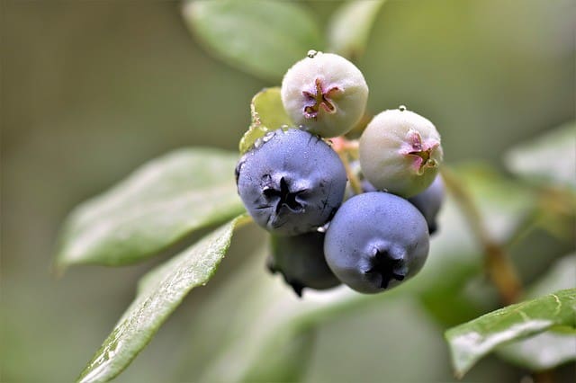 Blueberry Flowers Turning Brown and Falling Off - Ready To DIY