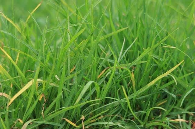 Does Wet Grass Dull Lawn Mower Blades? - Ready To DIY