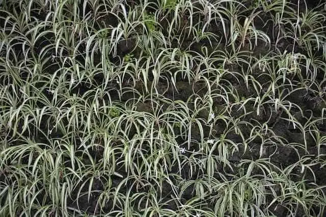 Dragon Tree Leaves Yellow, Brown, Droopy, or Falling Off! Is It Dying ...