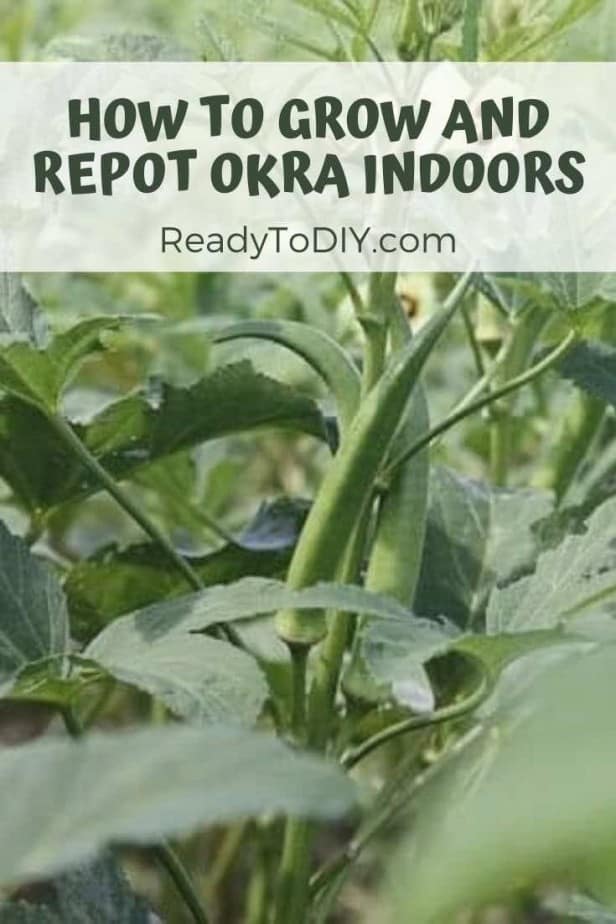 How to Grow and Repot Okra Indoors - Ready To DIY