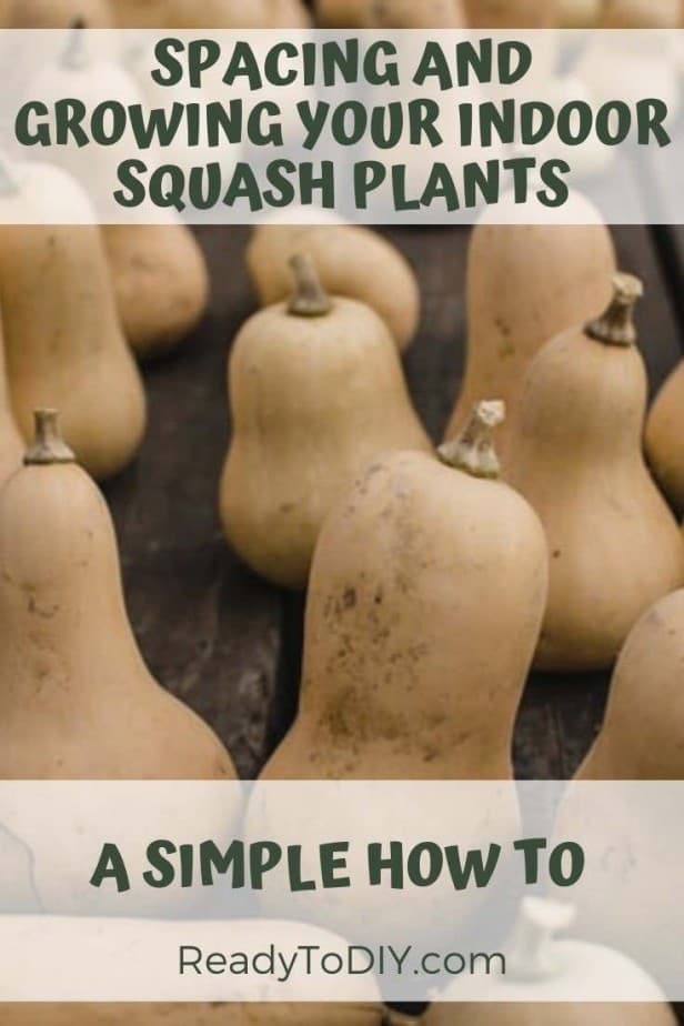 Spacing and Growing Your Indoor Squash Plants: A Simple How-To - Ready ...
