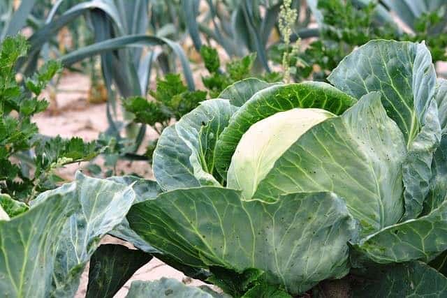 Top Problems Growing Cabbage and How to Fix Them - Ready To DIY