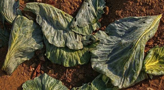 Top Problems Growing Cabbage and How to Fix Them - Ready To DIY
