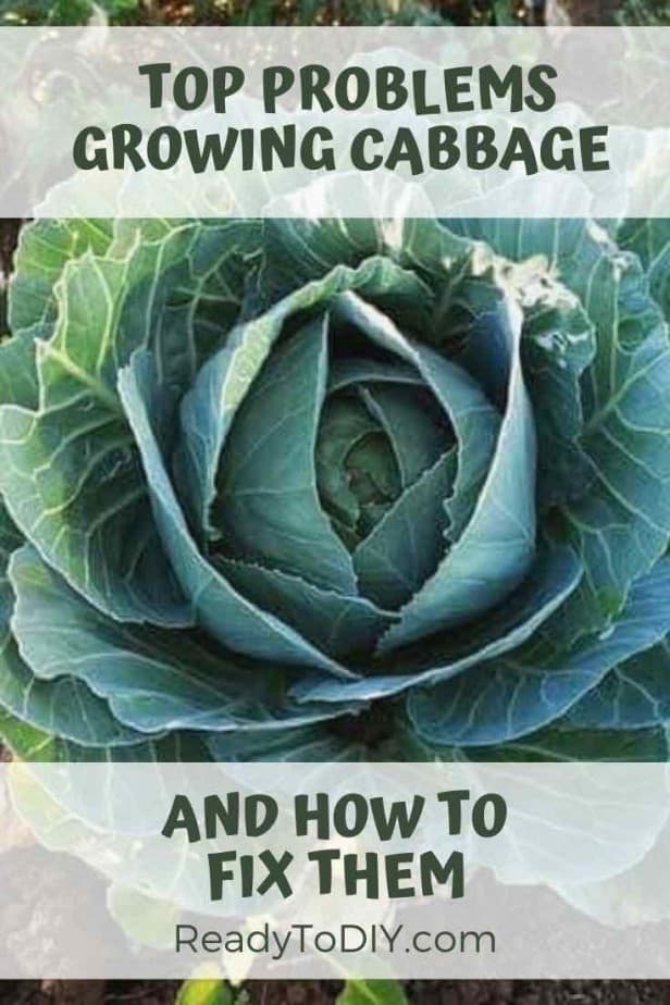 Top Problems Growing Cabbage and How to Fix Them - Ready To DIY