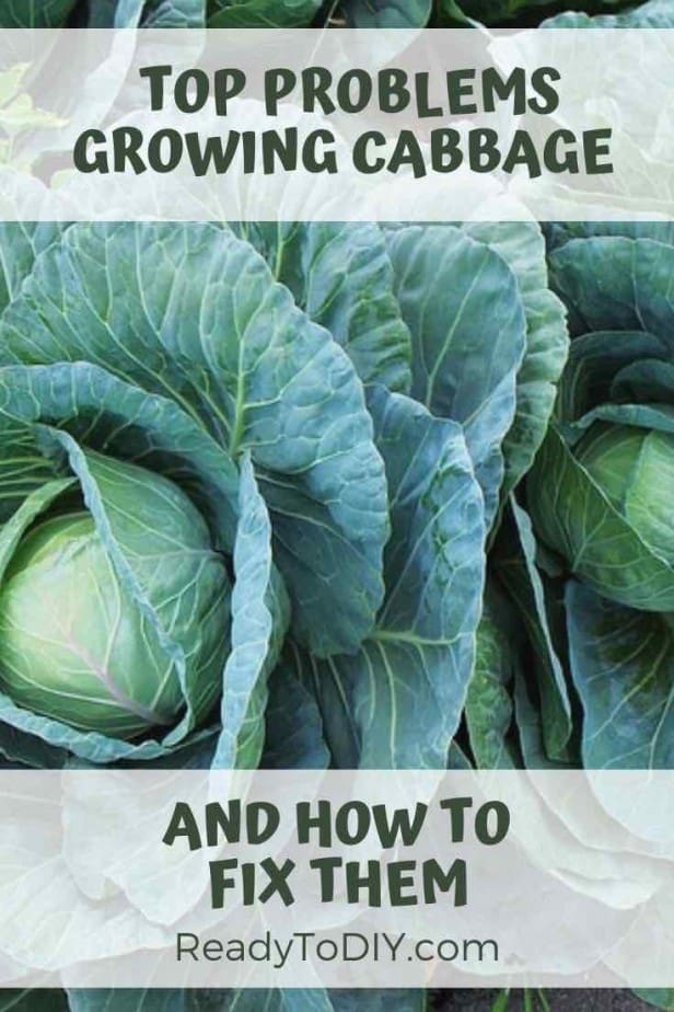 Top Problems Growing Cabbage and How to Fix Them - Ready To DIY