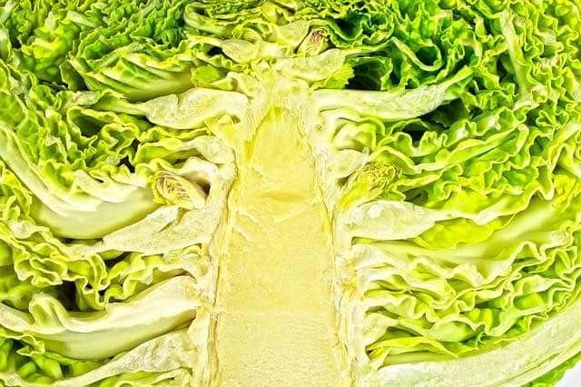 Top Problems Growing Cabbage and How to Fix Them - Ready To DIY