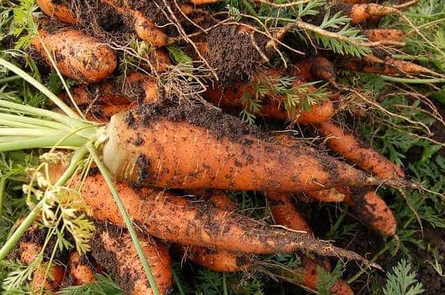 Top Problems Growing Carrots and How to Fix Them - Ready To DIY