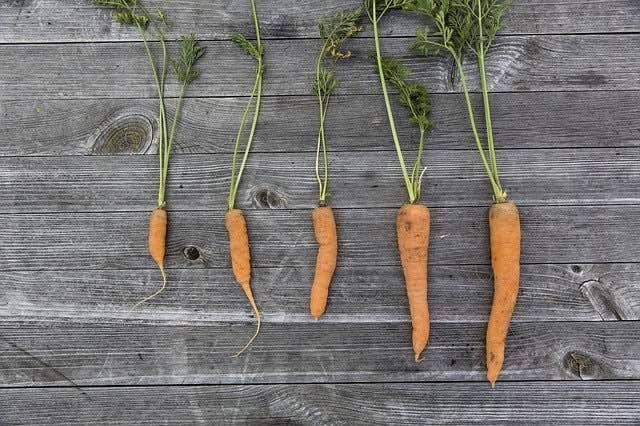 Top Problems Growing Carrots and How to Fix Them - Ready To DIY