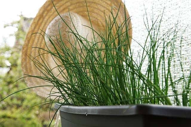 Top Problems Growing Chives and How to Fix It - Ready To DIY