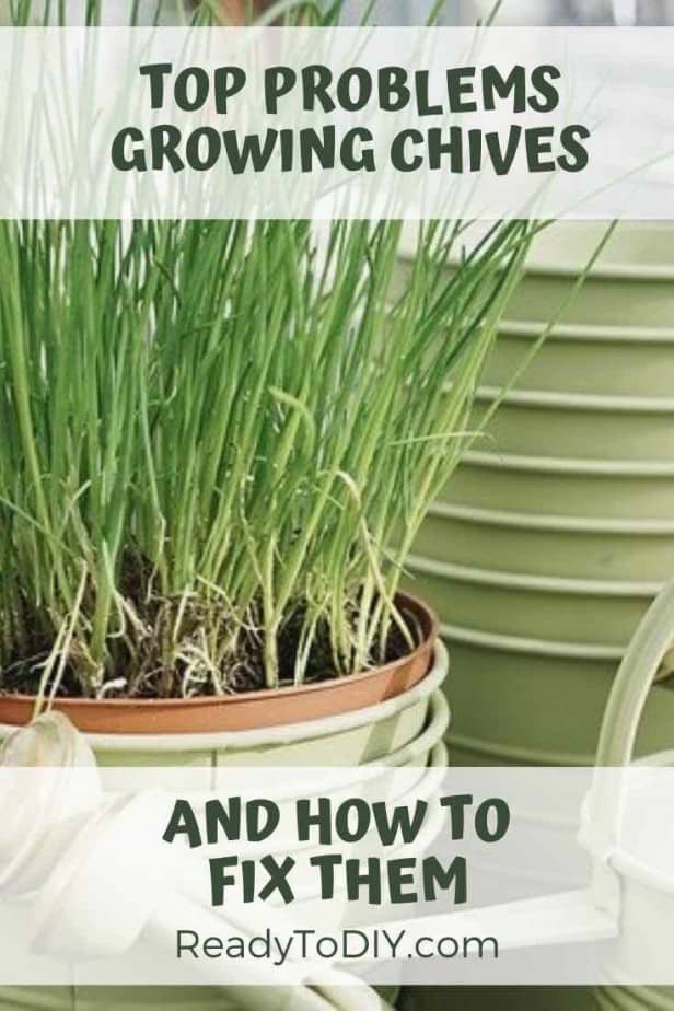 Top Problems Growing Chives and How to Fix It - Ready To DIY