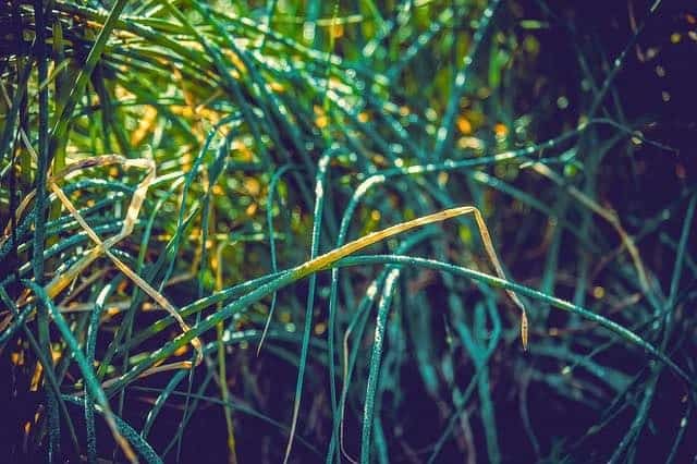 Top Problems Growing Chives and How to Fix It - Ready To DIY