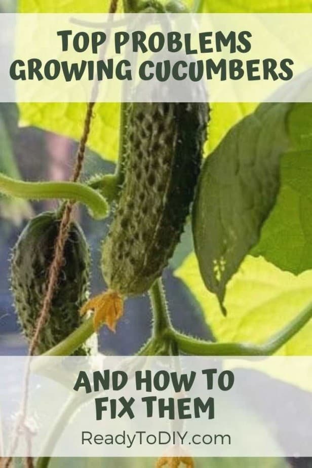 Top Problems Growing Cucumber and How to Fix Them - Ready To DIY