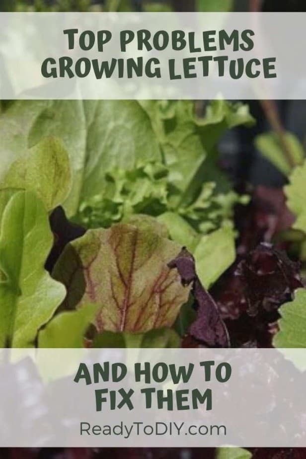 Top Problems Growing Lettuce and How to Fix Them - Ready To DIY