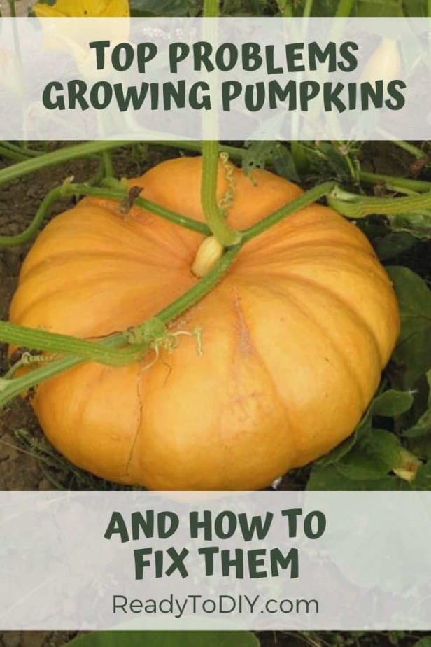 Top Problems Growing Pumpkins and How to Fix It - Ready To DIY