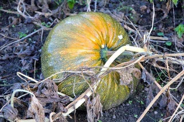 Top Problems Growing Pumpkins and How to Fix It - Ready To DIY