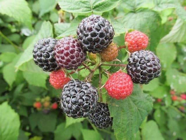 Top Problems Growing Raspberries and How to Fix Them - Ready To DIY