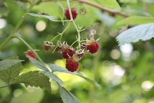 Top Problems Growing Raspberries and How to Fix Them - Ready To DIY