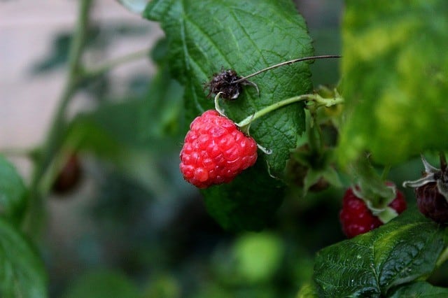 Top Problems Growing Raspberries and How to Fix Them - Ready To DIY