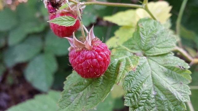 Top Problems Growing Raspberries and How to Fix Them - Ready To DIY