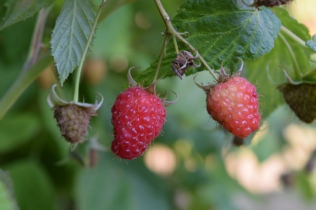 Top Problems Growing Raspberries and How to Fix Them - Ready To DIY