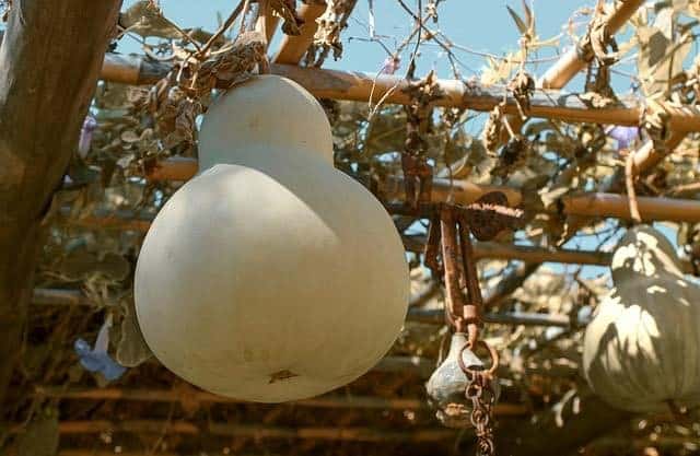 Top Problems Growing Squash Plants and How to Fix Them - Ready To DIY