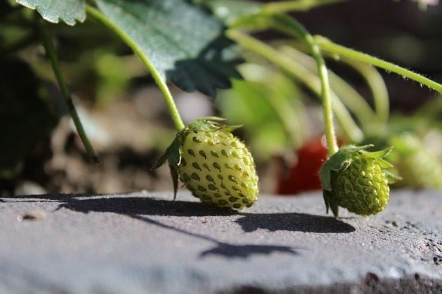 Top Problems Growing Strawberry Plants and How to Fix Them - Ready To DIY