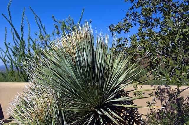 Why Won’t My Yucca Bloom, Does It Need Repotting, Fertilizer, More or ...