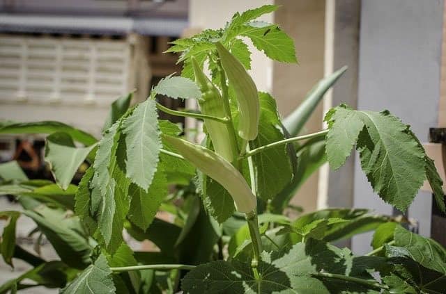 How to Grow and Repot Okra Indoors - Ready To DIY