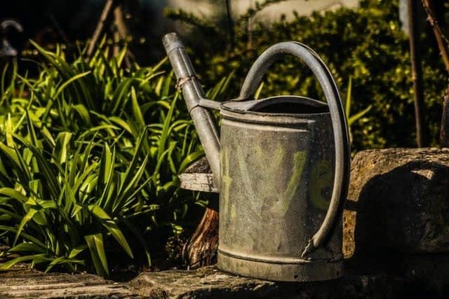 How to Grow and Repot Okra Indoors - Ready To DIY