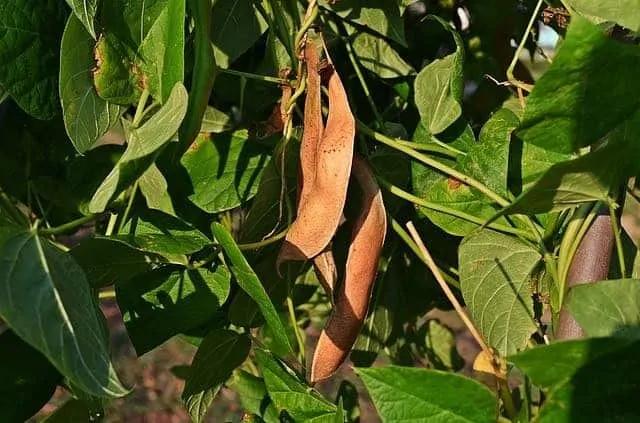 Top Common Problems Growing Beans and How to Fix Them - Ready To DIY