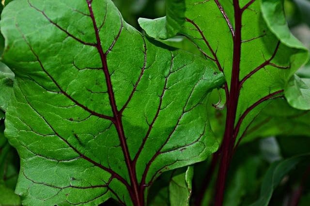 Top Problems Growing Beets and How to Fix It - Ready To DIY
