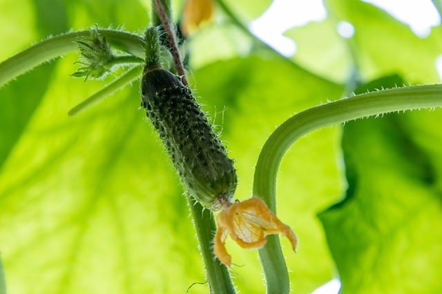 Top Problems Growing Cucumber and How to Fix Them - Ready To DIY