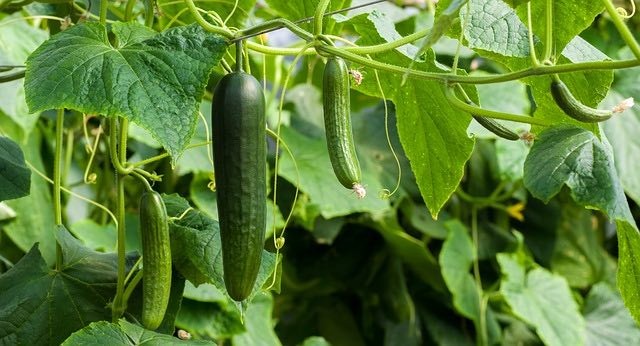 Top Problems Growing Cucumber and How to Fix Them - Ready To DIY