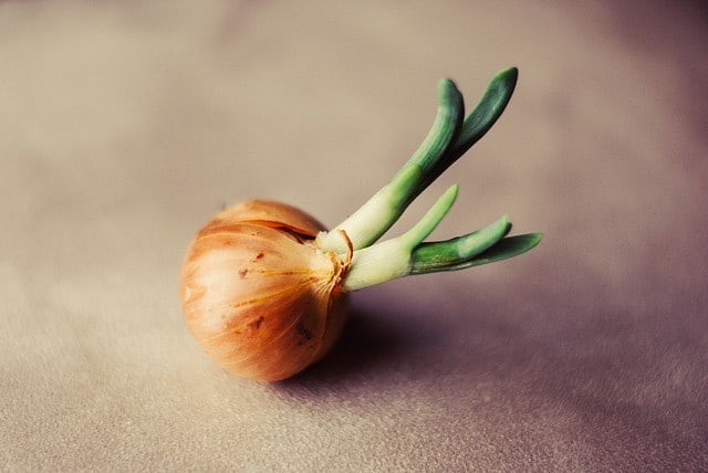 Top Problems Growing Onions and How to Fix It - Ready To DIY