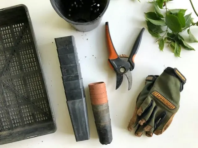 Dracaena Root Rot: Why it Happens & How to Fix it - Ready To DIY
