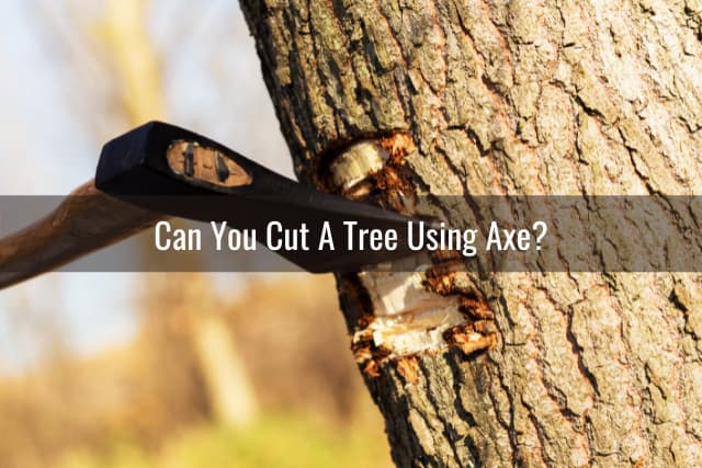 What Can You Use To Cut A Tree? (How To) - Ready To DIY
