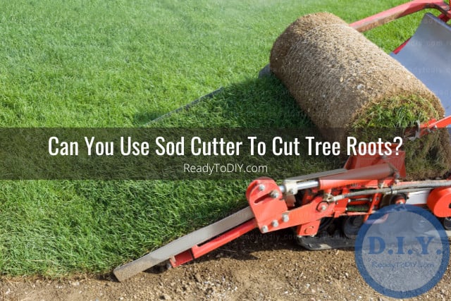 What Can You Use To Cut Tree Roots? (How to) - Ready To DIY